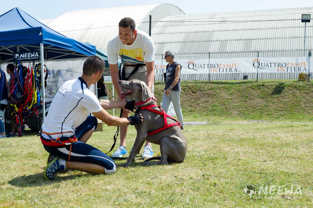 Harnessing Power: How to Choose the Best Pulling Gear for Your Canine