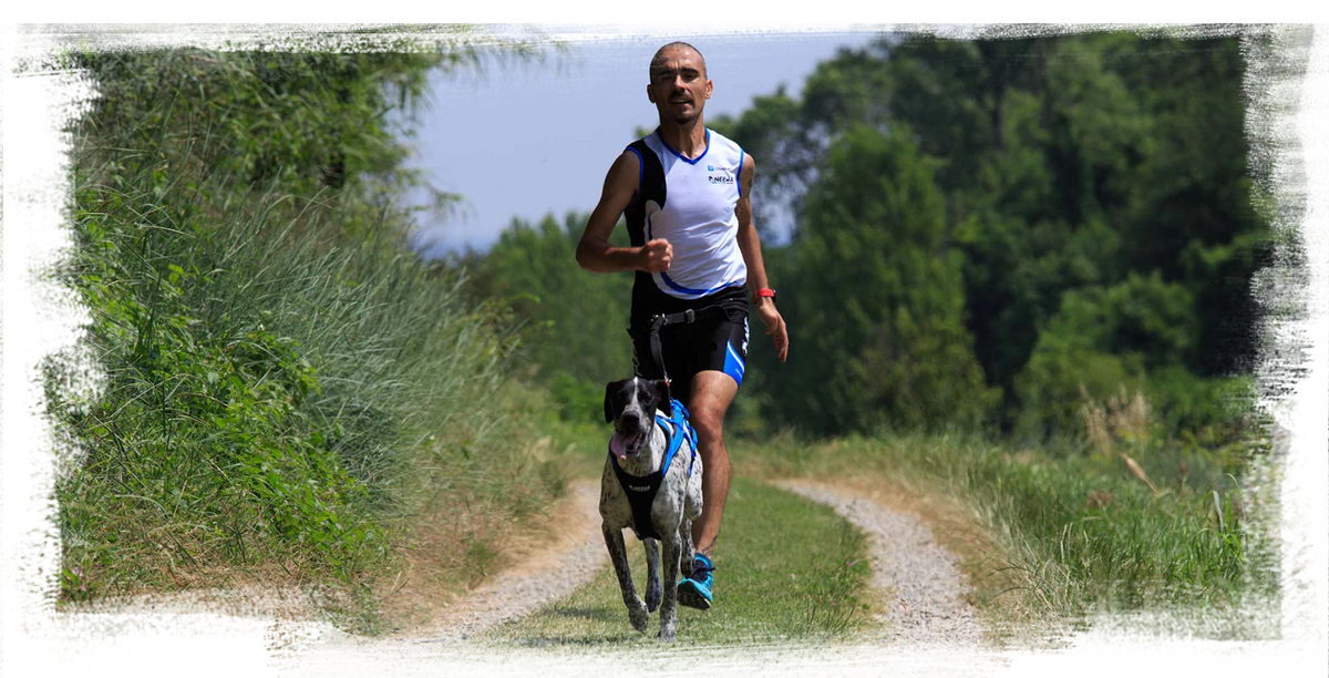 Dog Gear on Sale // Shop #1 Bikejoring Equipment // Neewa™