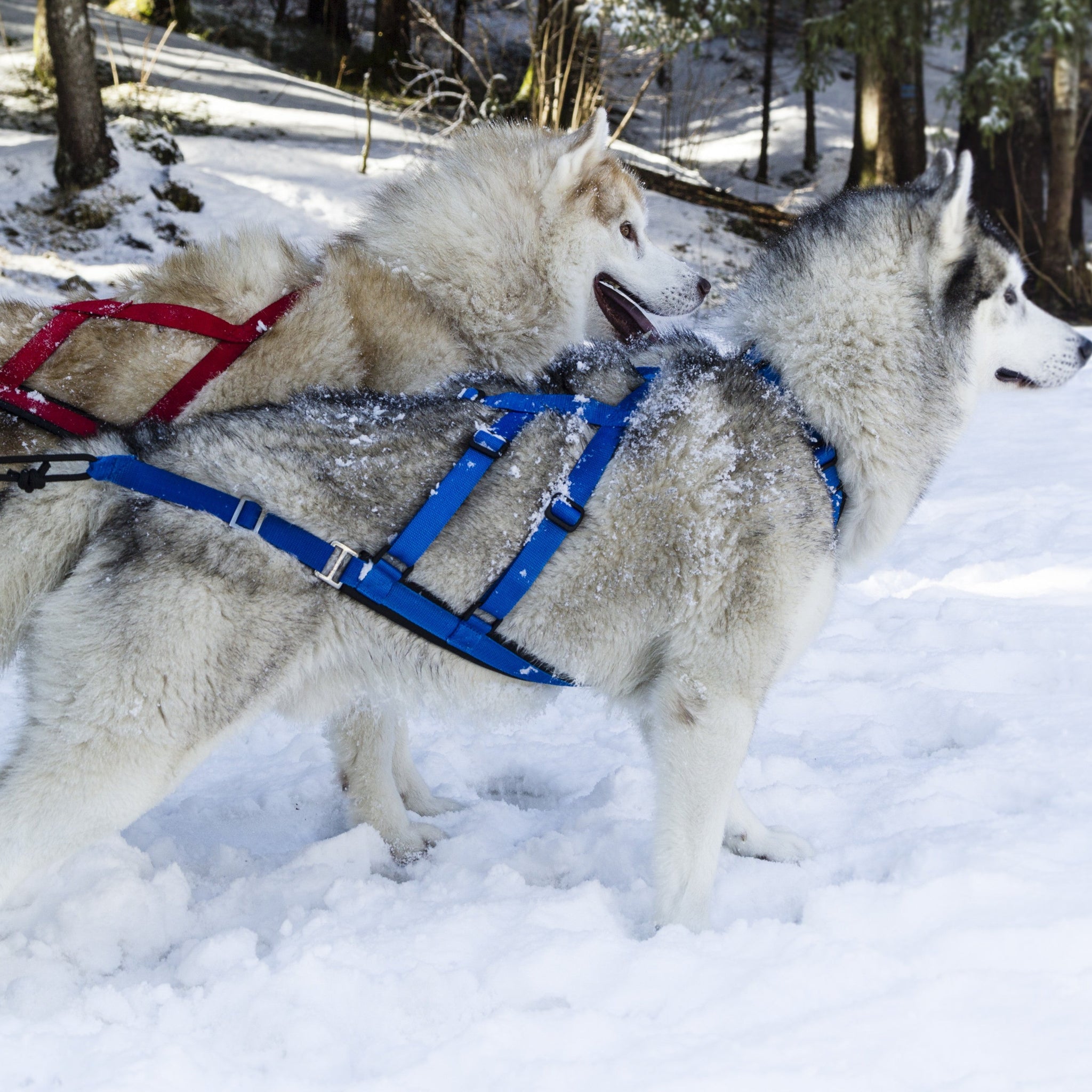 dog sled pulling harness