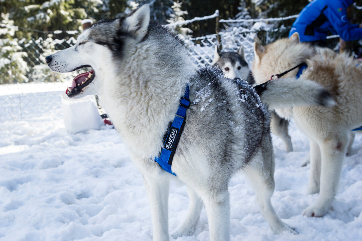 Perfect Fit Harness // Sports X Back Dog Harness // Neewa™