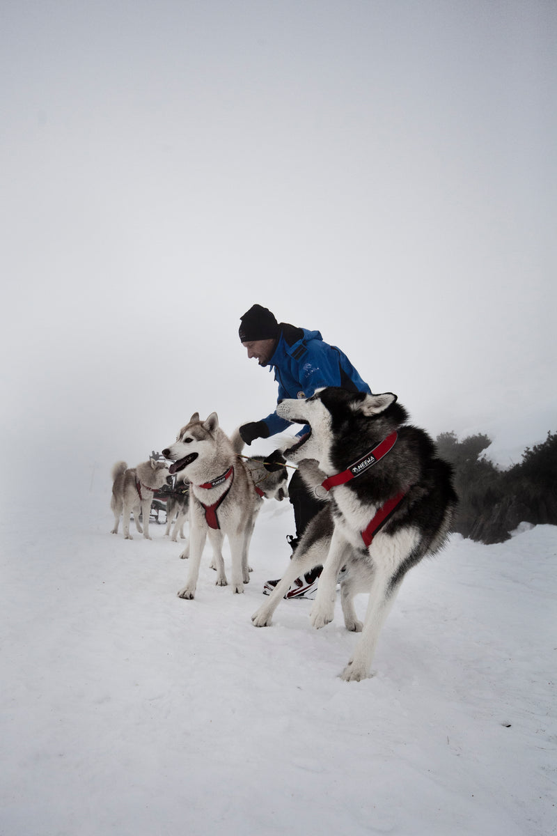 O-Ring Dog Collar // Premium Sport Dog Collar // Neewa™